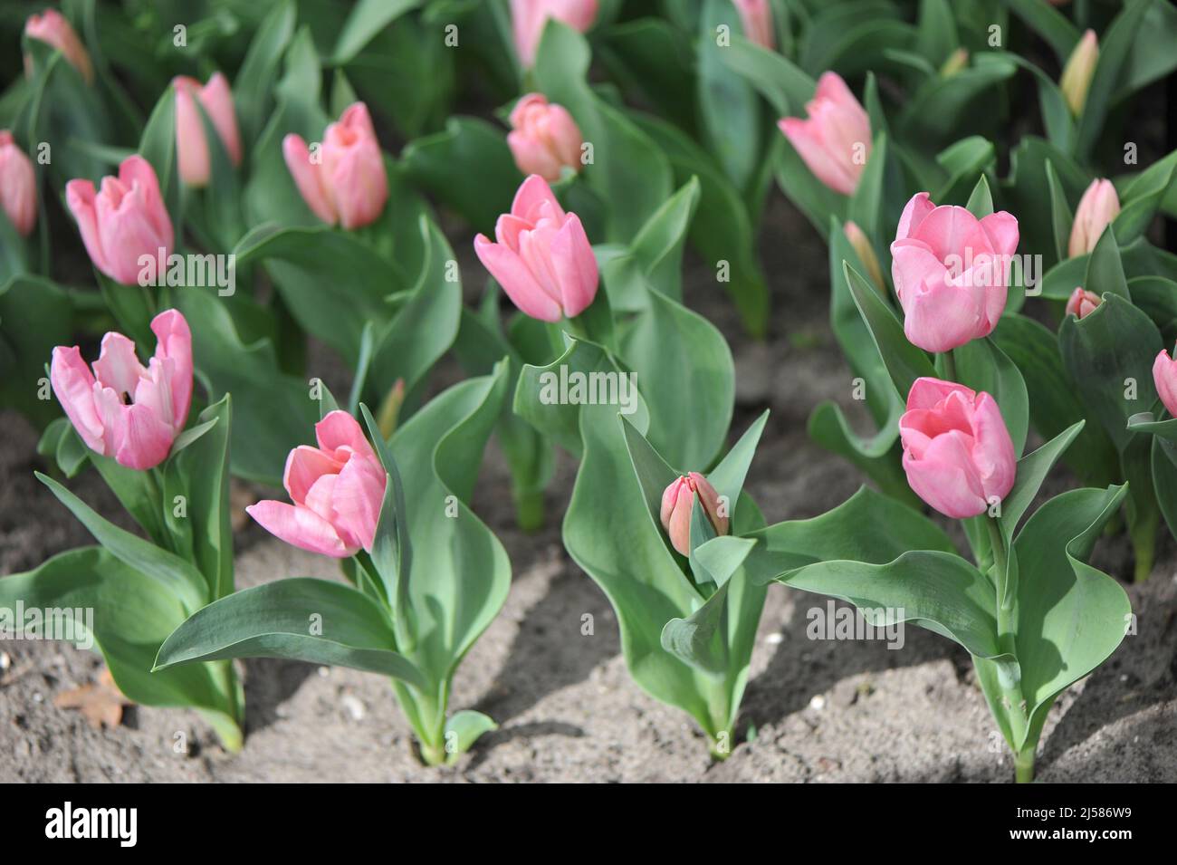 Pink Triumph tulips (Tulipa) Fairline bloom in a garden in March Stock ...