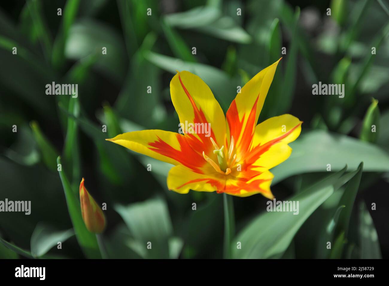 Red and yellow lily-flowered tulips (Tulipa) Fire Wings bloom in a ...