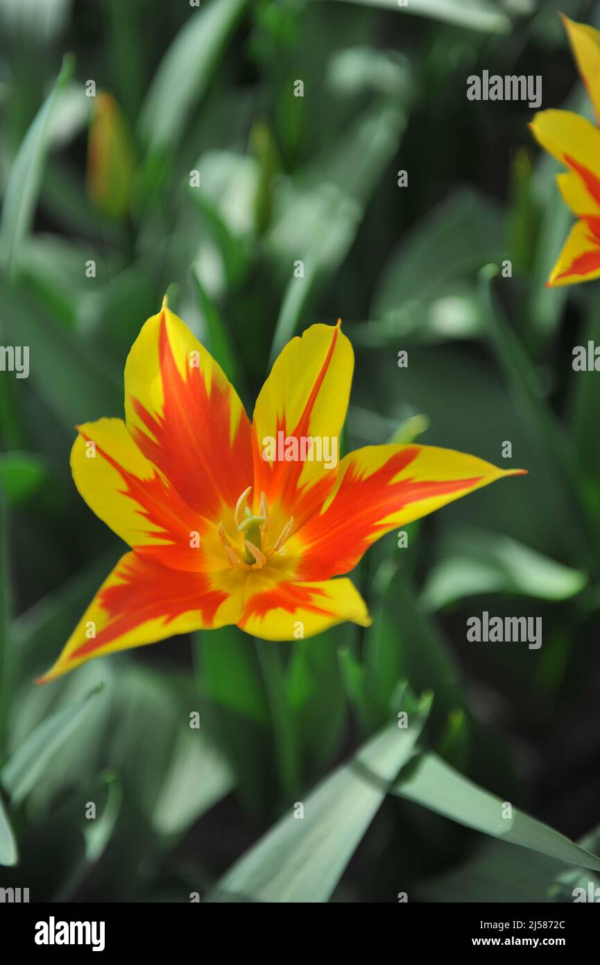 Red and yellow lily-flowered tulips (Tulipa) Fire Wings bloom in a ...