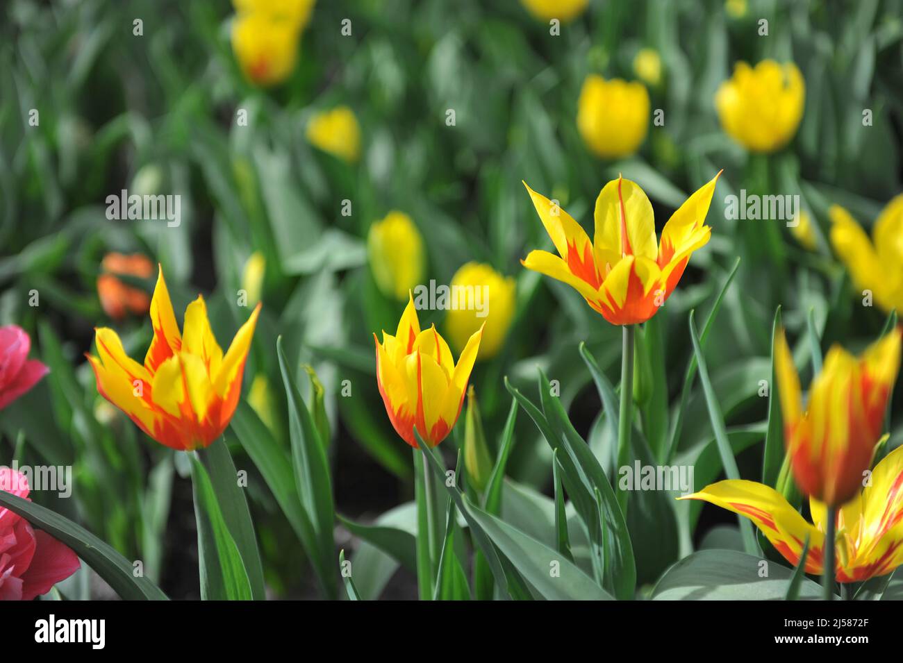 Red and yellow lily-flowered tulips (Tulipa) Fire Wings bloom in a ...