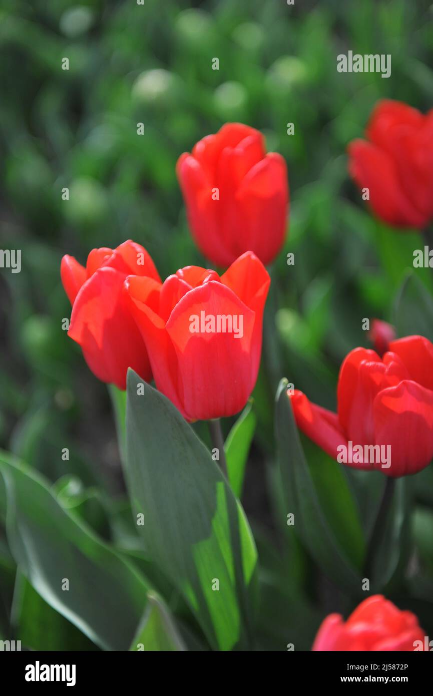 Red Triumph tulips (Tulipa) First Star bloom in a garden in March Stock ...