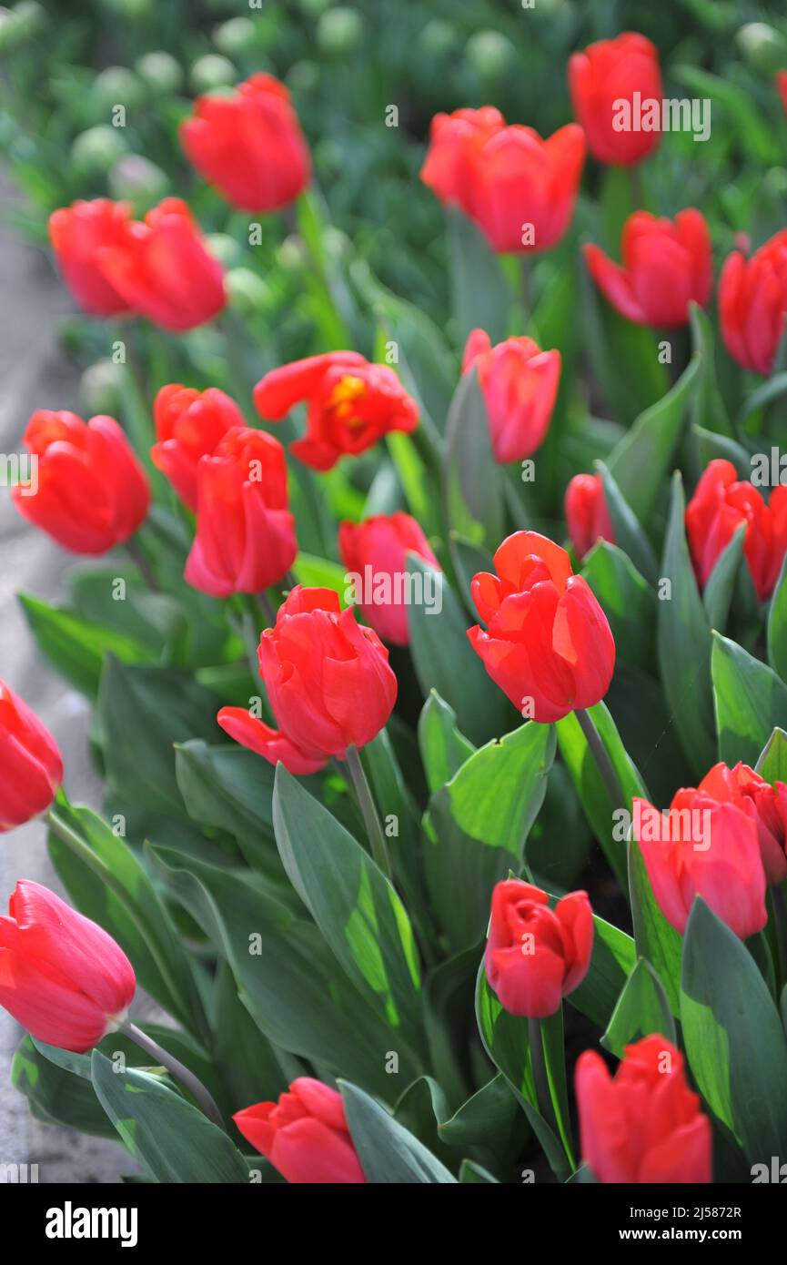 Red Triumph tulips (Tulipa) First Star bloom in a garden in March Stock ...