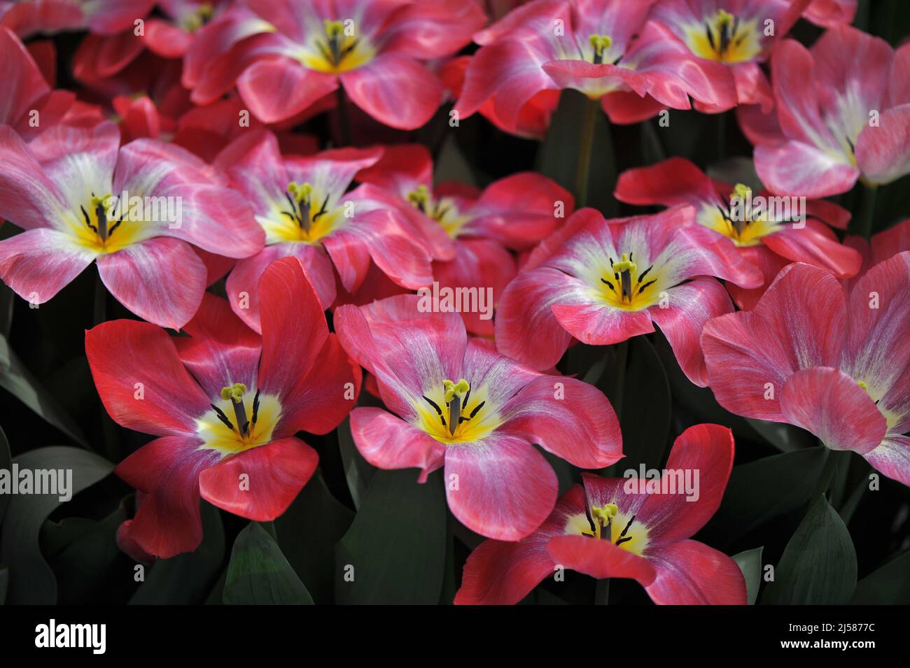 Pink Fosteriana tulips (Tulipa) Flaming Purissima bloom in a garden in ...