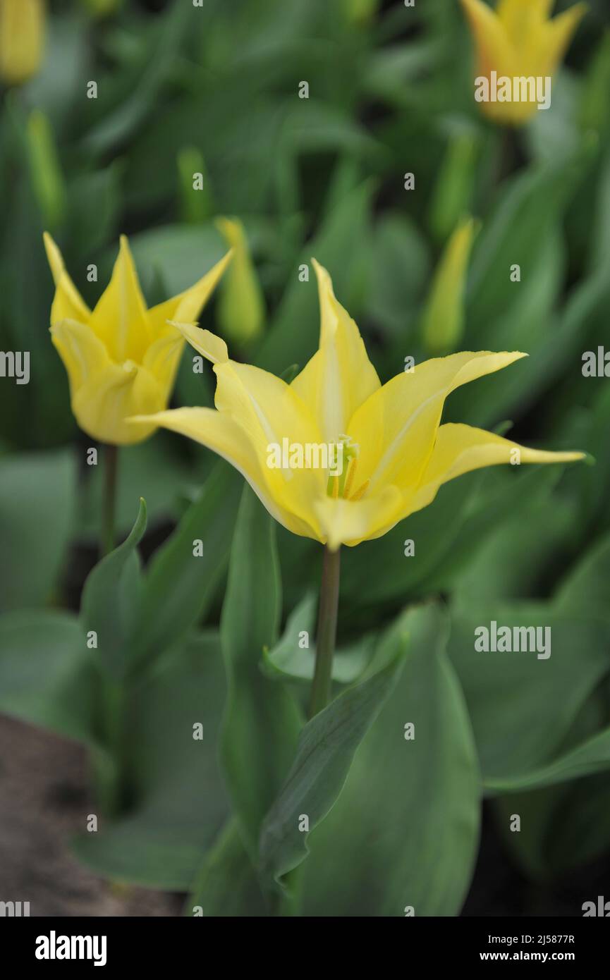 Yellow lily-flowered tulips (Tulipa) Florijn Chic bloom in a garden in ...