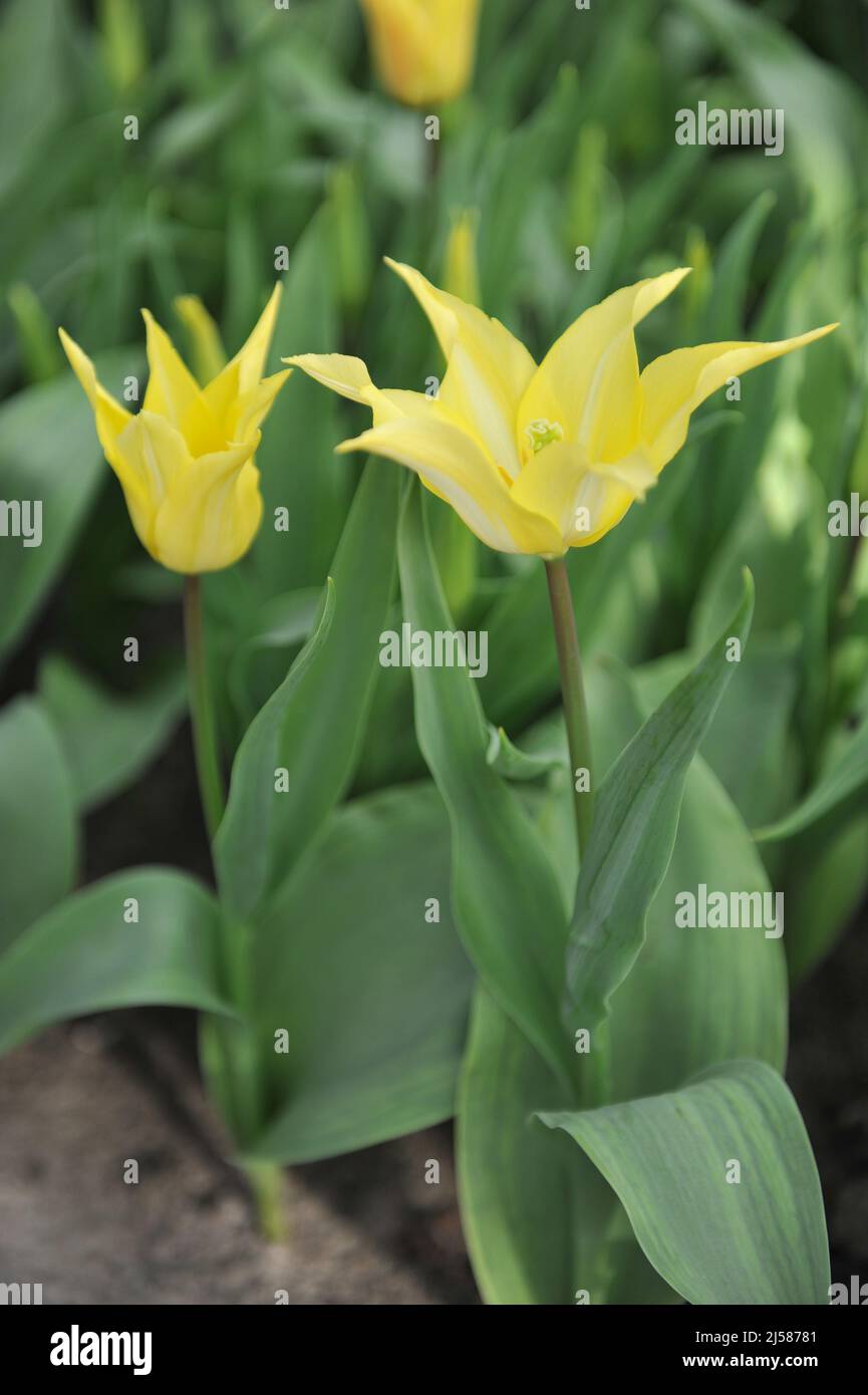 Yellow lily-flowered tulips (Tulipa) Florijn Chic bloom in a garden in March Stock Photo - Alamy