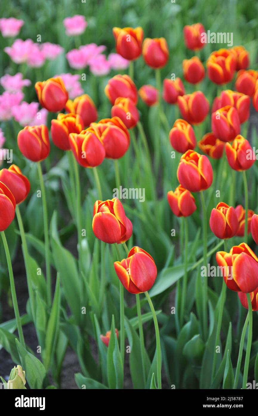 Flying dragon hi-res stock photography and images - Alamy