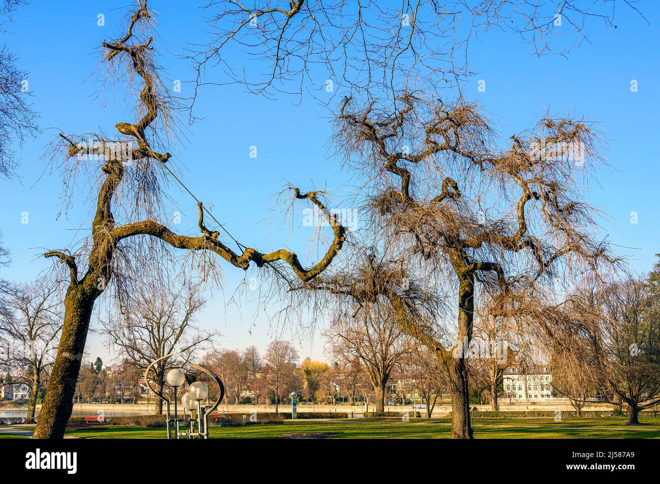 Strange tree hi-res stock photography and images - Alamy