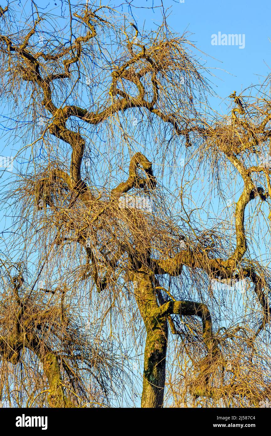 Strange tree hi-res stock photography and images - Alamy