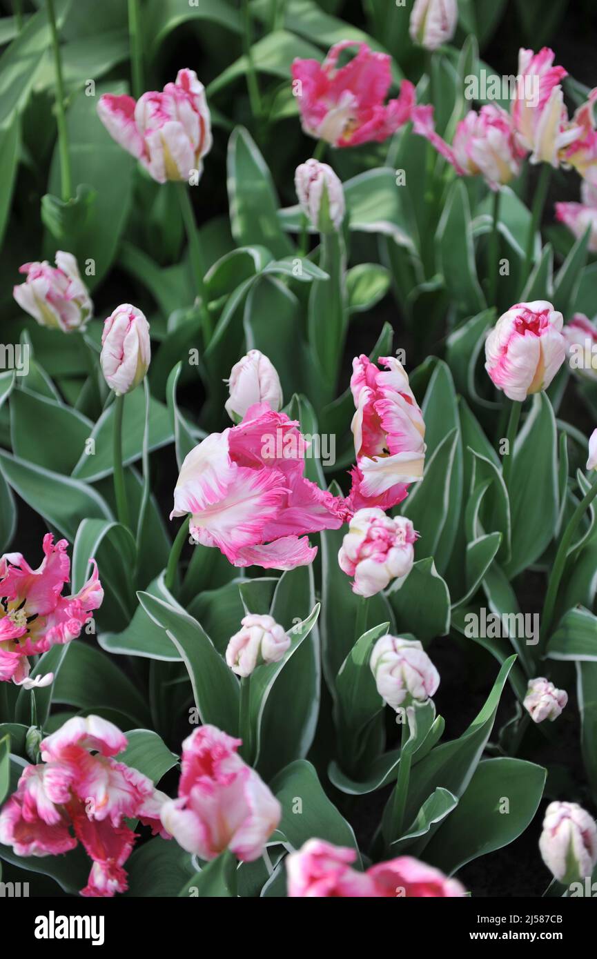 Pink and white parrot tulips (Tulipa) Forbidden City with wariegated ...
