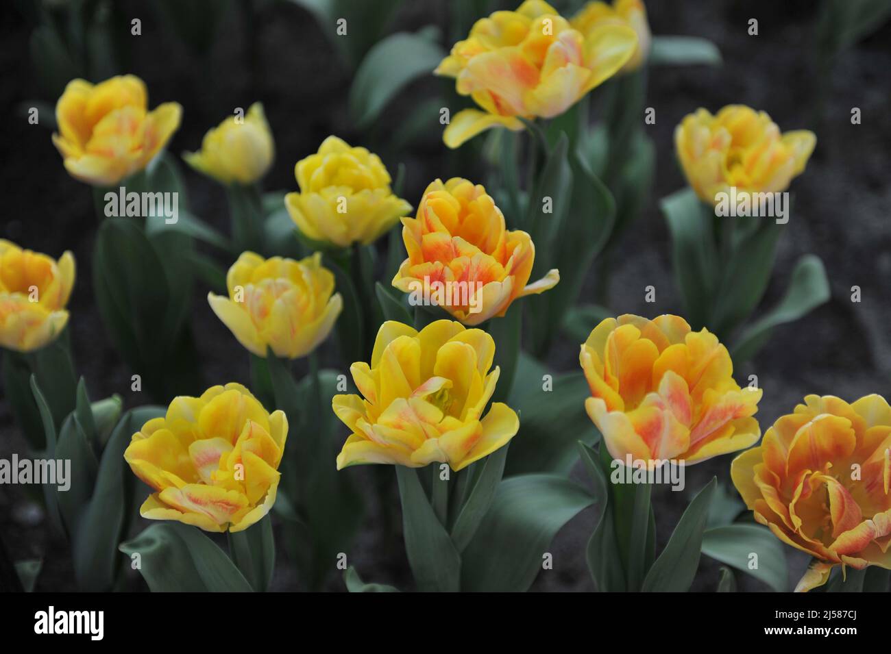 Yellow peony-flowered Double Early tulips (Tulipa) Foxy Foxtrot bloom ...