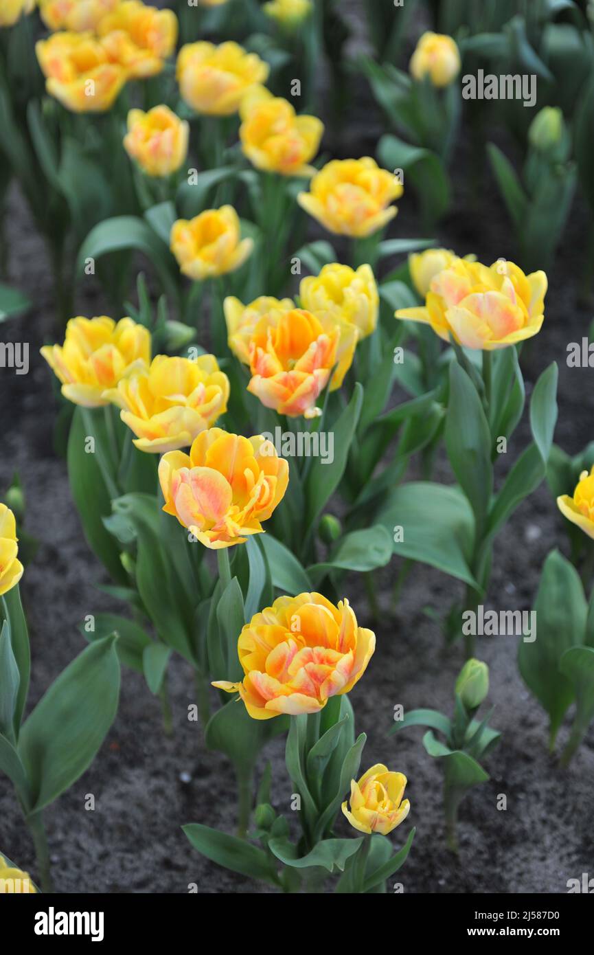 Yellow peony-flowered Double Early tulips (Tulipa) Foxy Foxtrot bloom ...