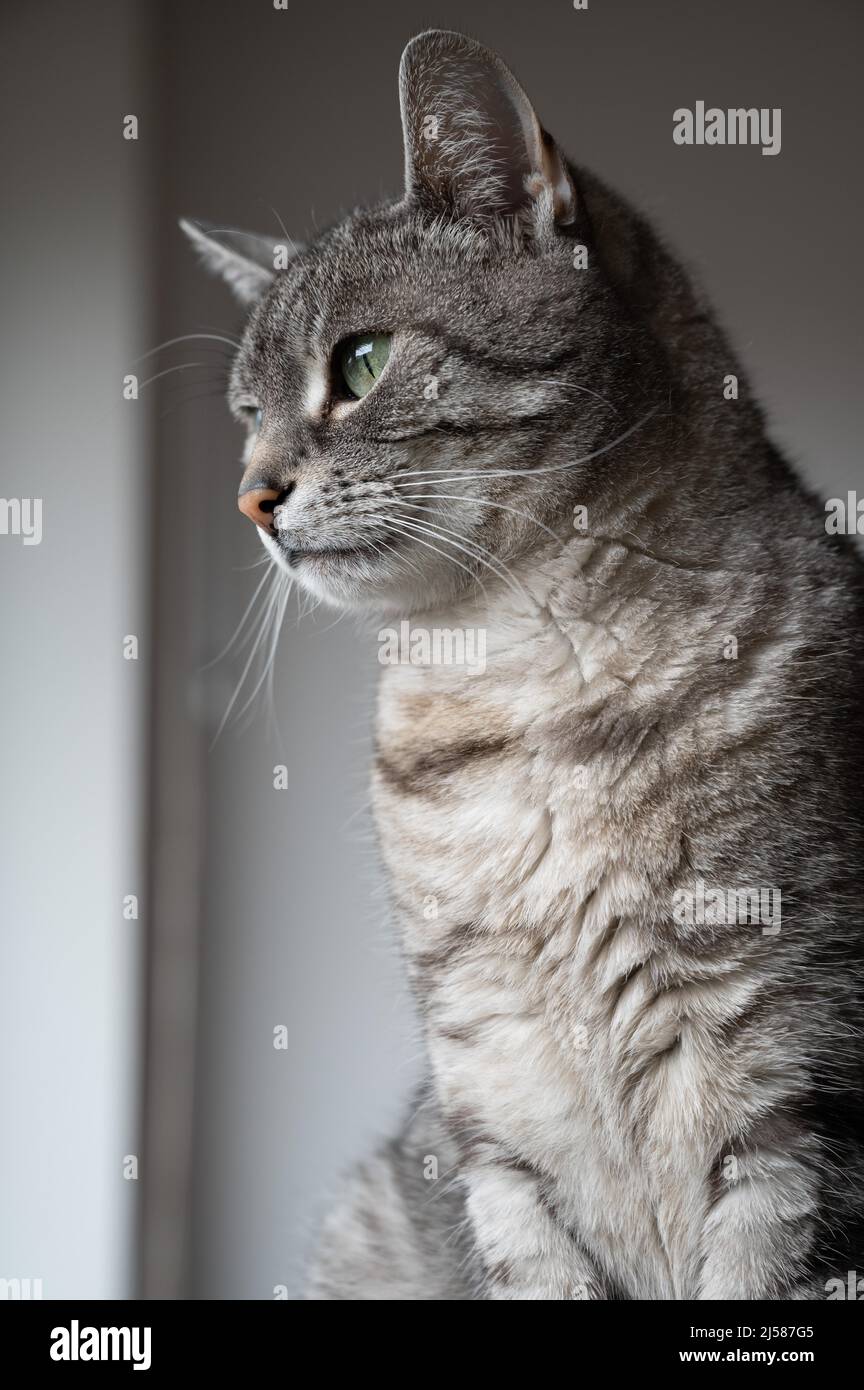 Mit einer katze hi-res stock photography and images - Alamy