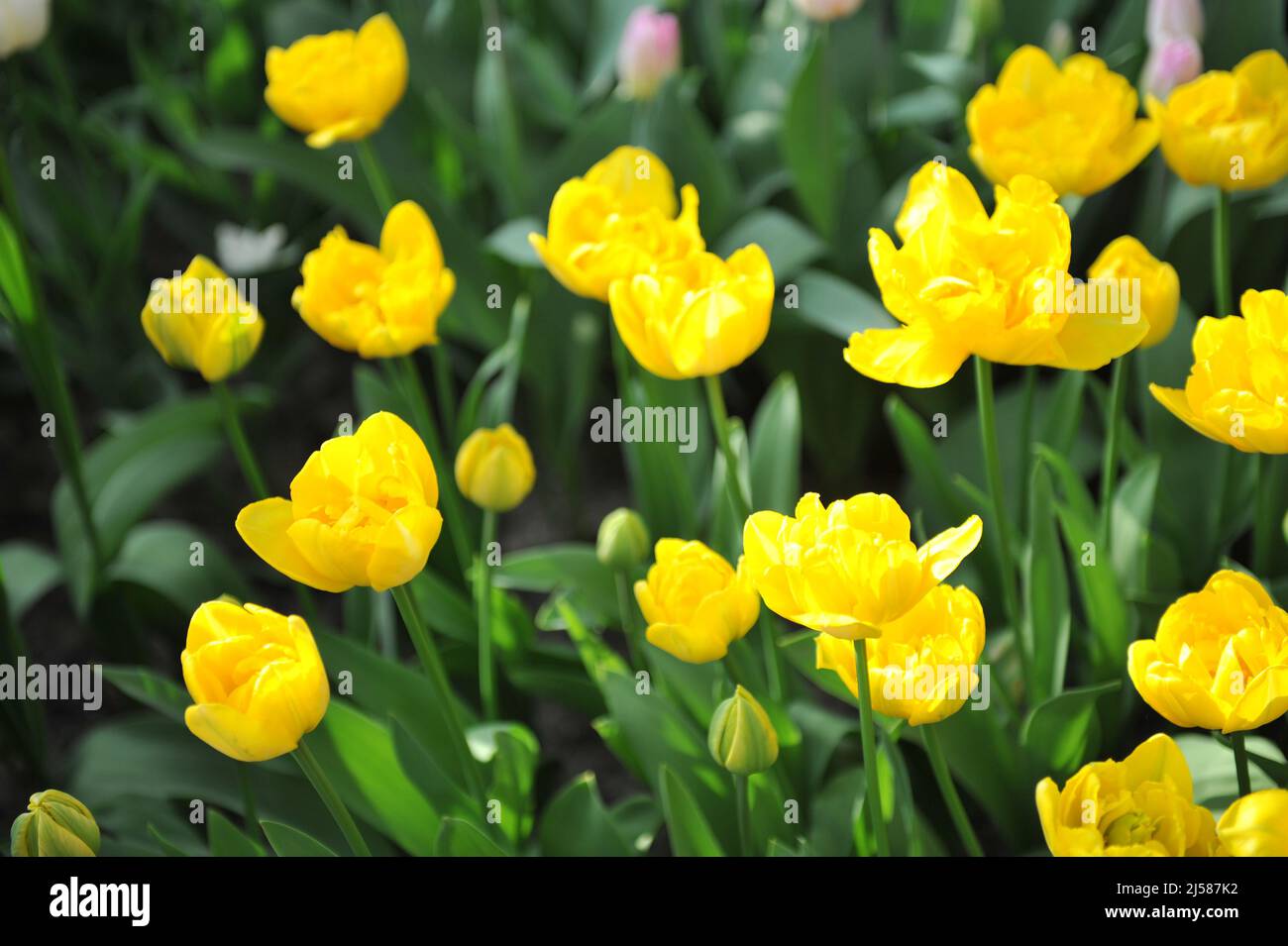 Yellow peony-flowered Double Late tulips (Tulipa) Gold Rush bloom in a ...