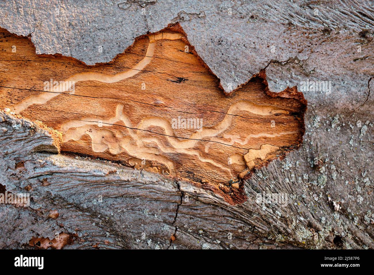 Tree trunk, dead wood with insect boreholes, background image, Germany ...