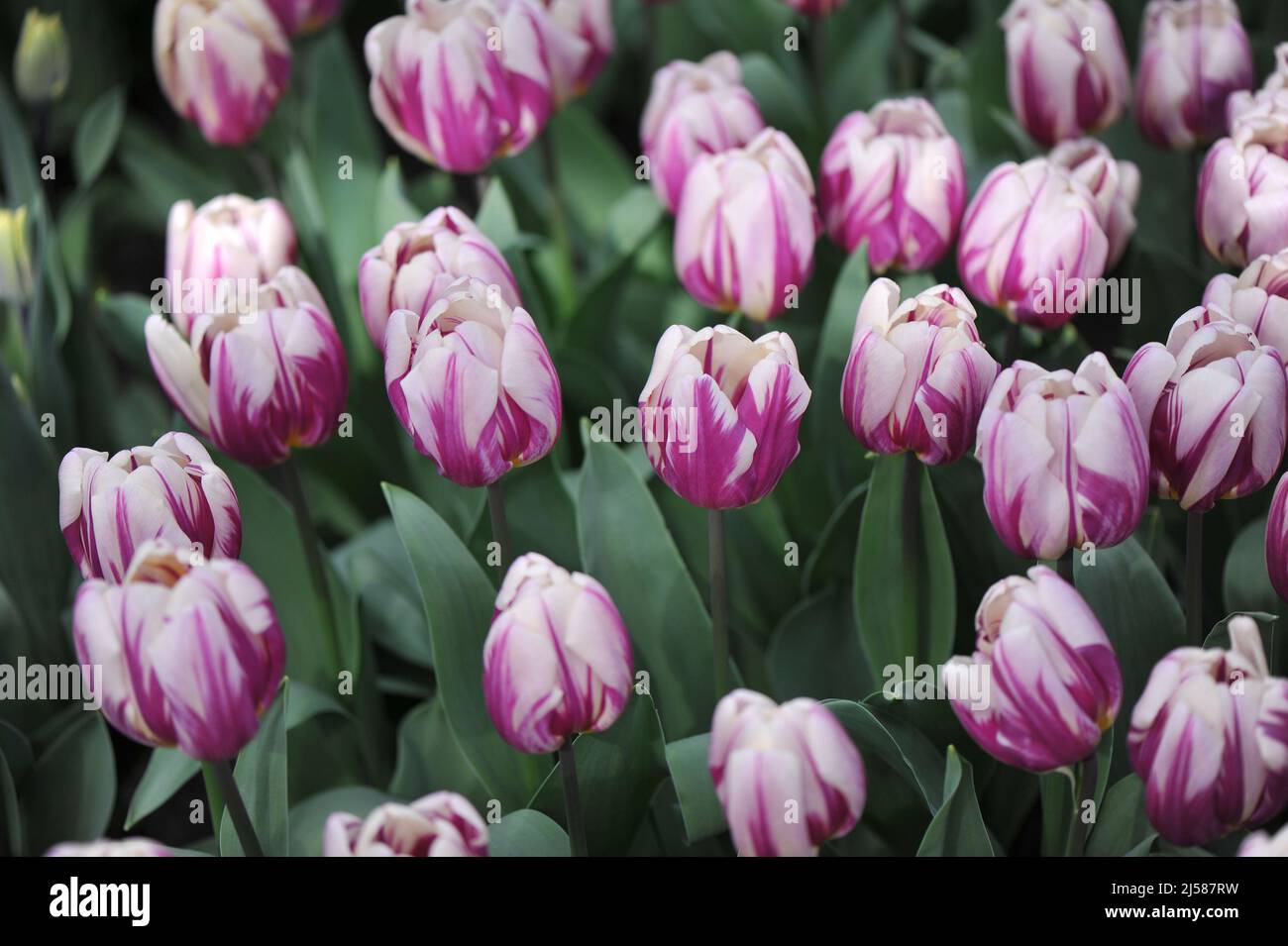 Purple and white Triumph tulips (Tulipa) Happy Feet bloom in a garden ...
