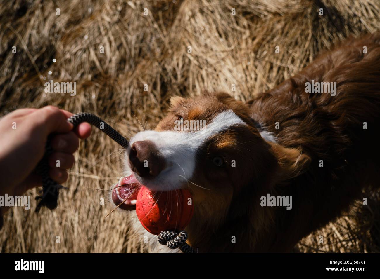 Human puppy play rope hi-res stock photography and images - Alamy