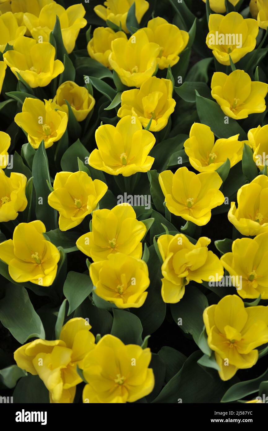 Yellow Triumph tulips (Tulipa) Harvest Moon bloom in a garden in March ...