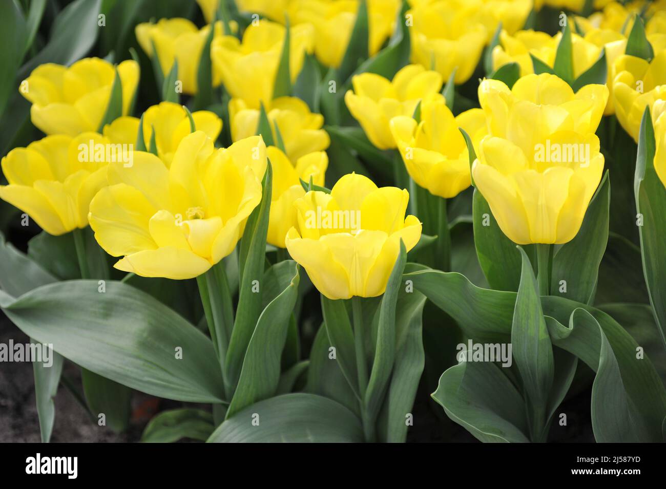 Yellow Triumph tulips (Tulipa) Harvest Moon bloom in a garden in March ...