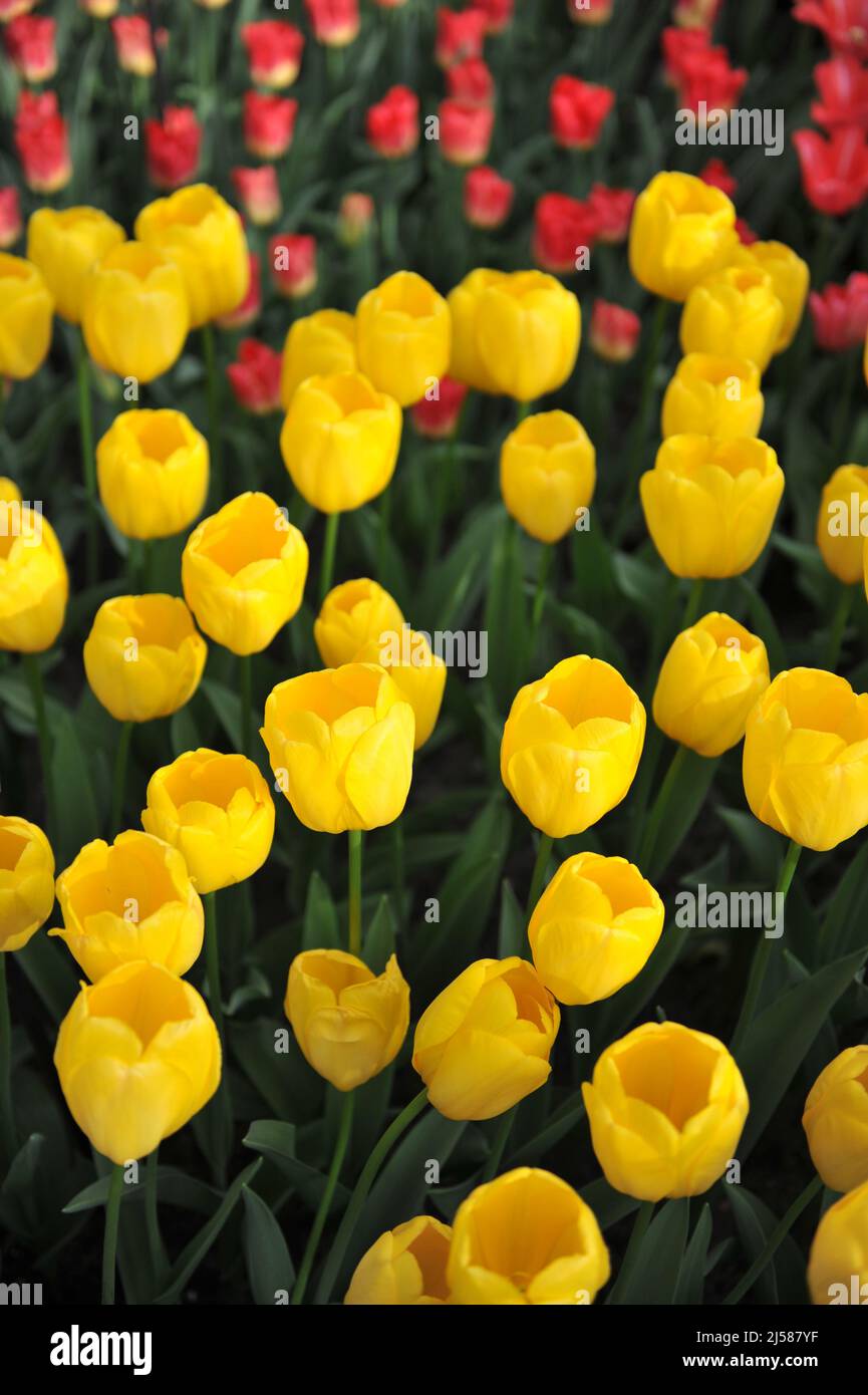 Yellow tulips (Tulipa) Have Fun bloom in a garden in March Stock Photo ...