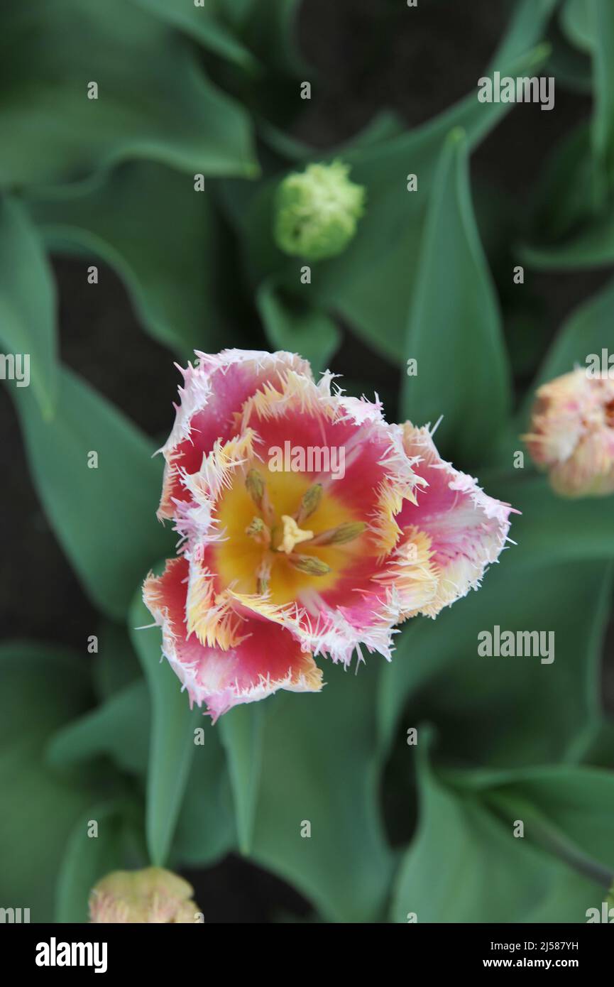 Pink with white edge fringed tulips (Tulipa) Hawaii bloom in a garden ...