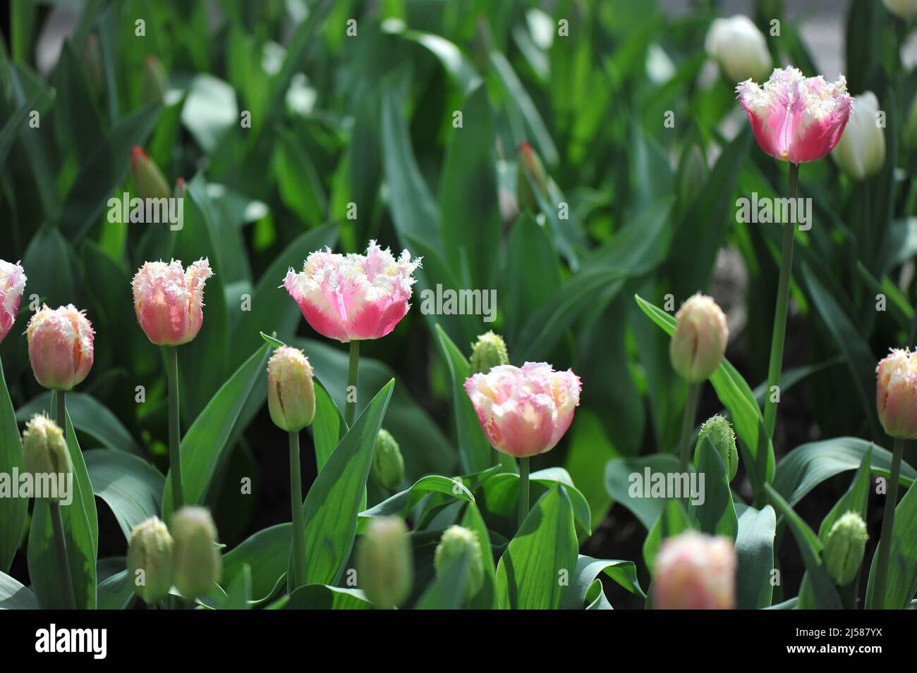 Spring in hawaii hi-res stock photography and images - Alamy