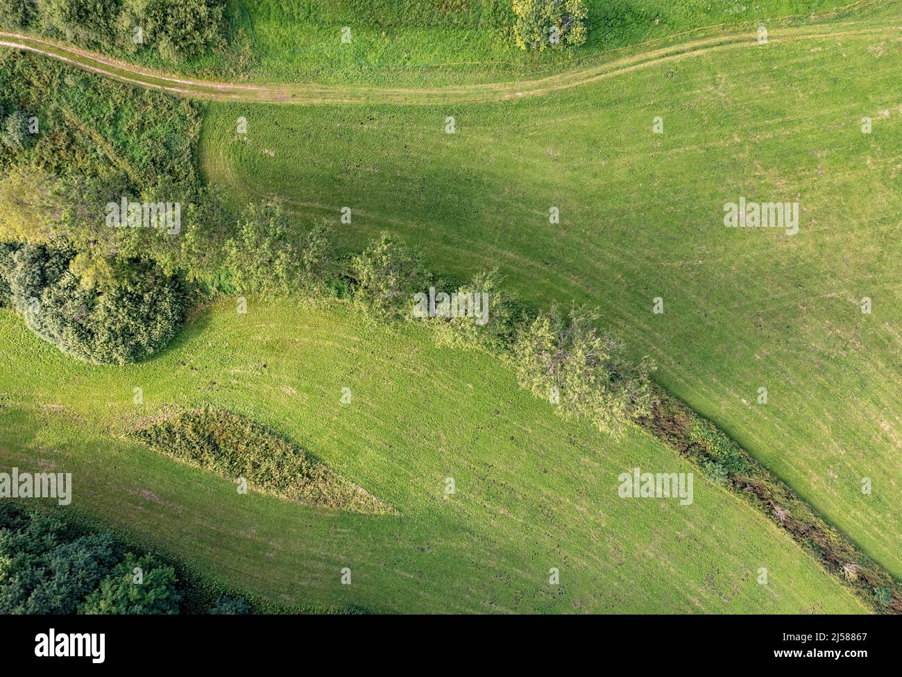 Green meadow with trees in summer vertical from above Stock Photo - Alamy
