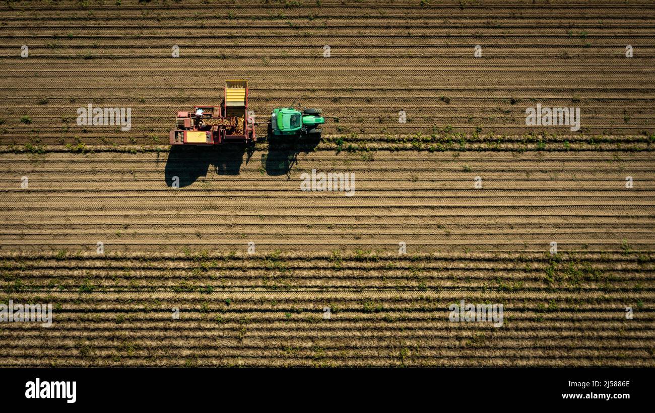 Potato harvest from above. Aerial, vertical view from below of a ...
