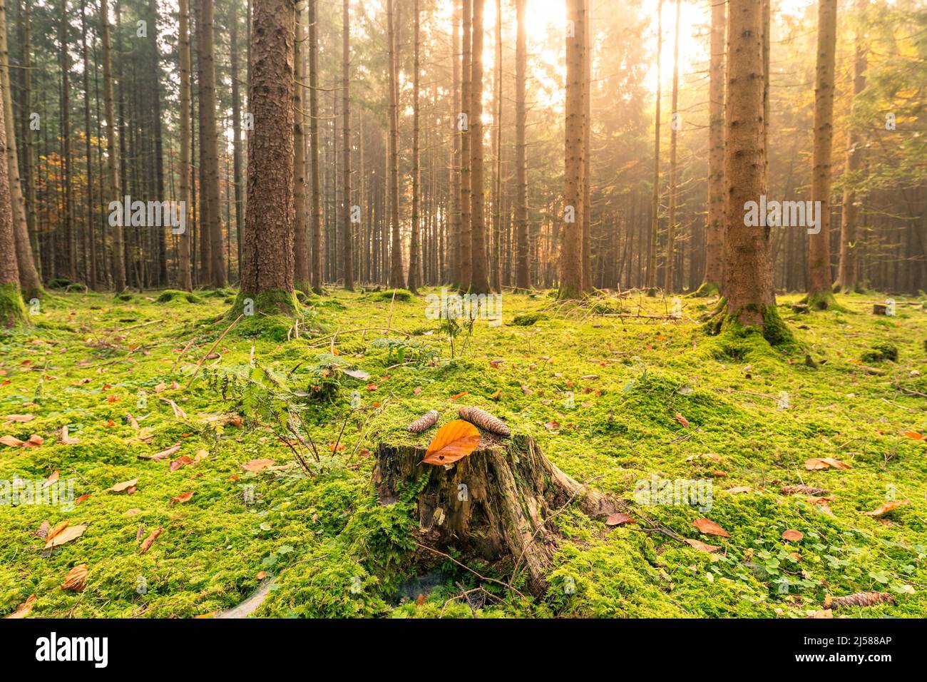 Glowing sunlight in the forest with a leaf on a tree stump into which a ...
