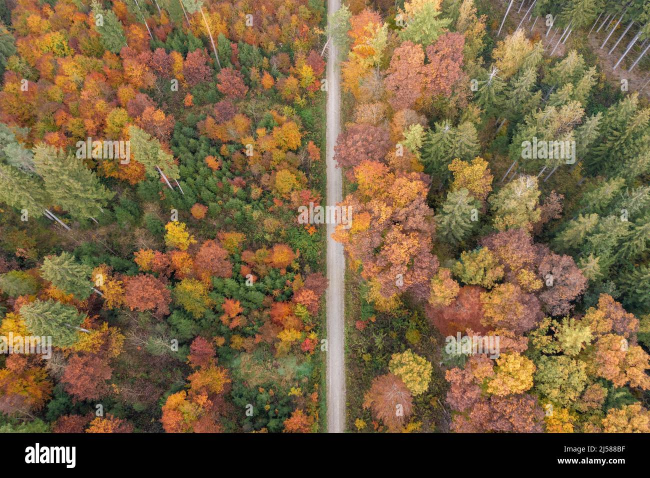 View down into a forest with colourful leaves of deciduous trees, a ...
