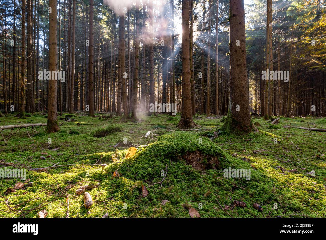 Rays of sunlight falling through the early morning mist, idyllic scene ...