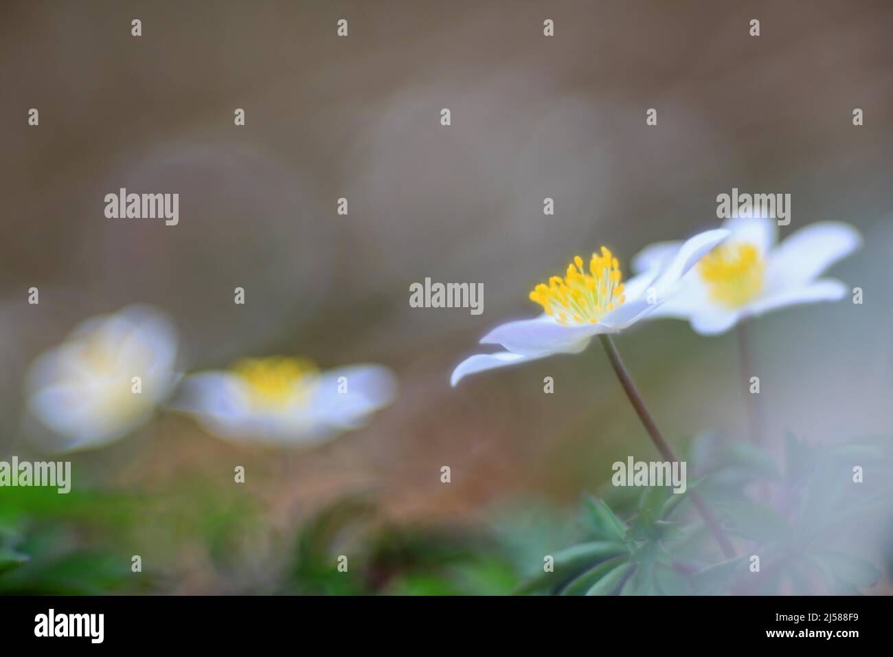 Wood anemone (Anemone nemorosa), Ranunculaceae, flower, forest floor ...