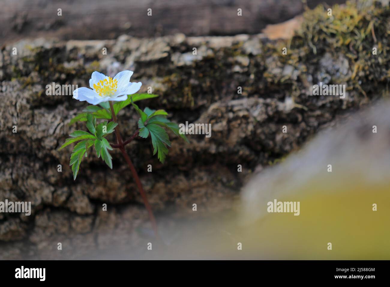 Wood anemone (Anemone nemorosa), Ranunculaceae, flower, forest floor ...