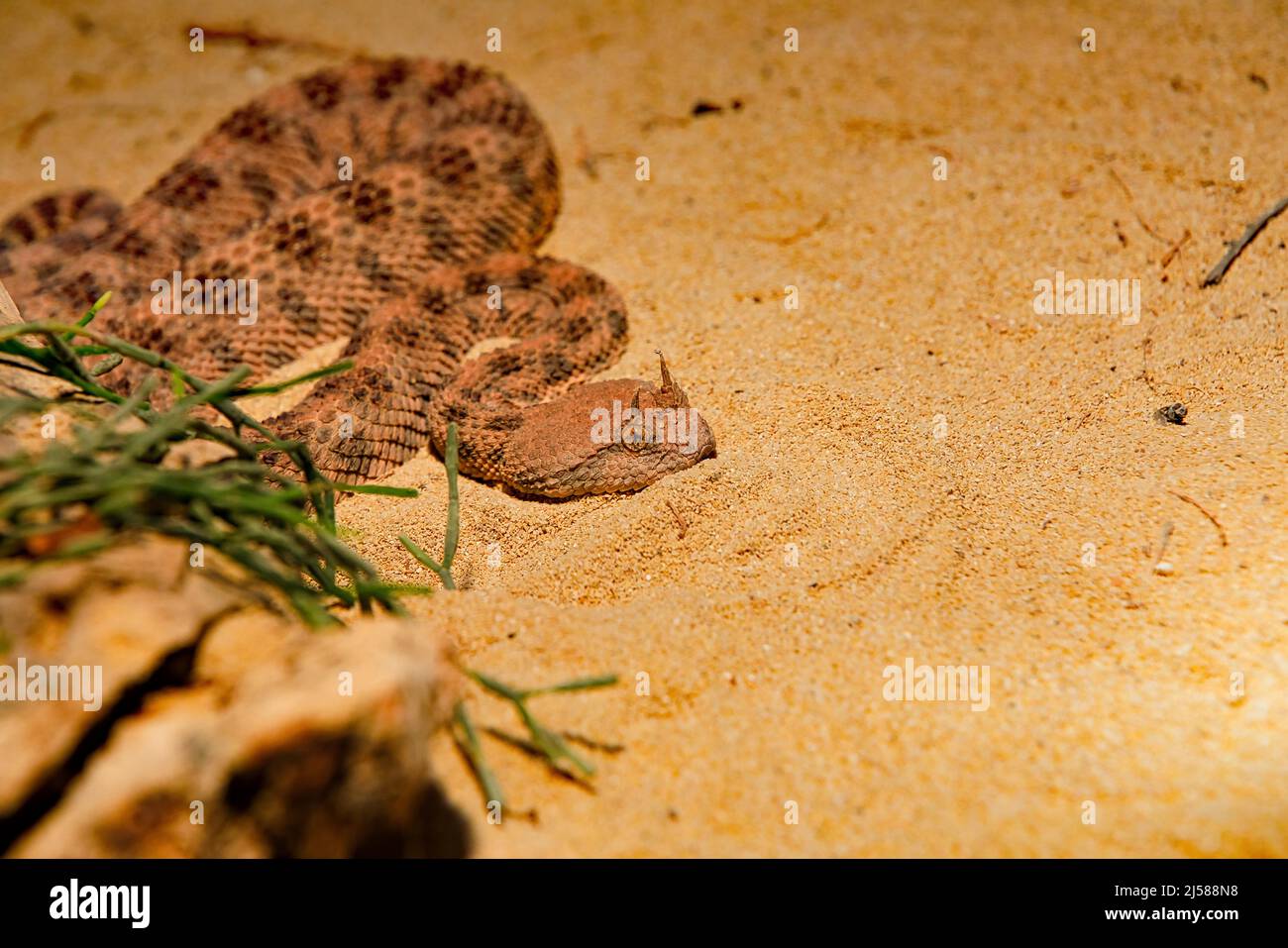 Saharan horned viper (Cerastes cerastes) Basel Zoo captive North Africa ...