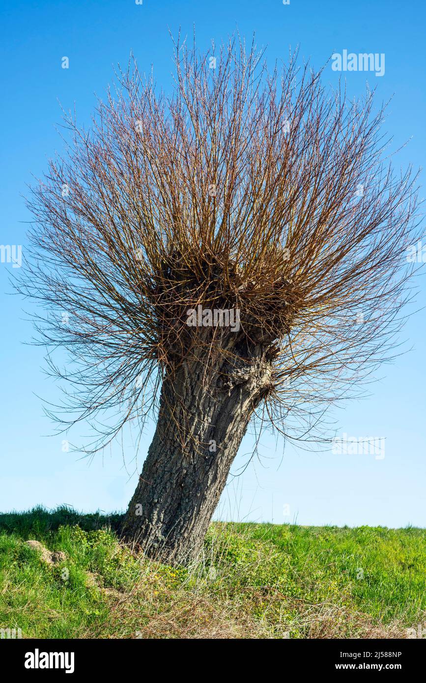 Willow tree in springtime at Ystad, Scania, Sweden, Scandinavia Stock ...