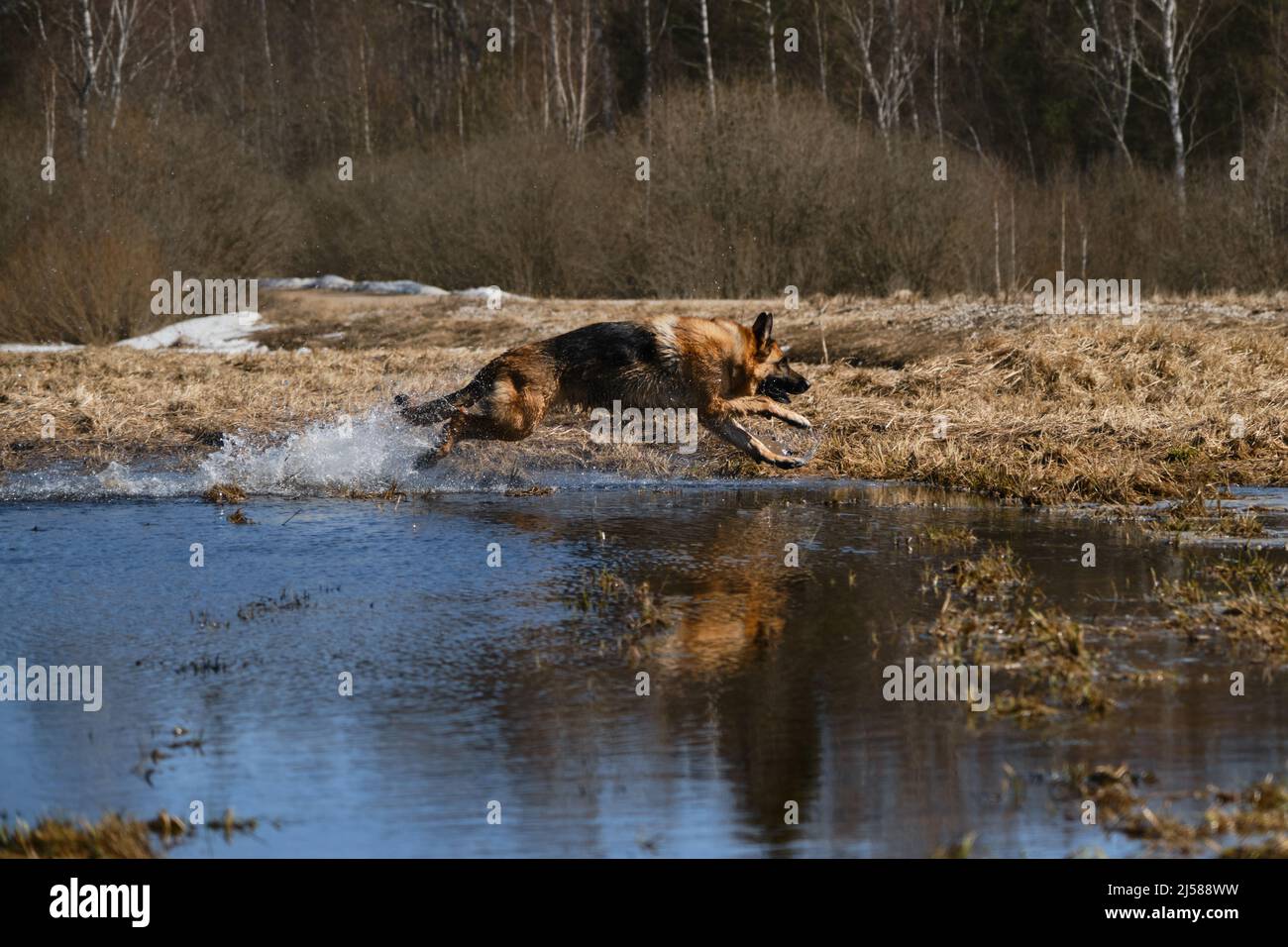 German Shepherd runs through puddle and splashes fly in different ...