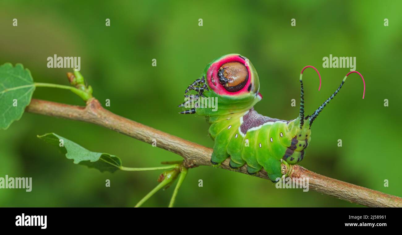 Beautiful caterpillar in a frightening pose, unique animal behaviour ...