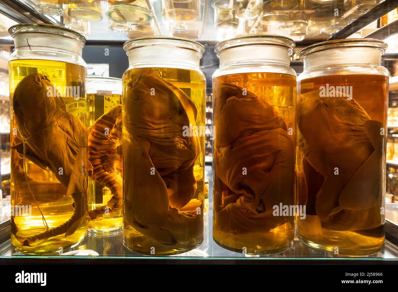 Vitrinen mit alkohol-konservierten Tierpraeparaten, Exponate in der ...