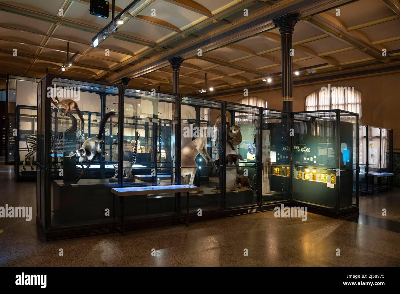 Vitrinen mit Exponaten, Museum fuer Naturkunde, Berlin, Deutschland ...