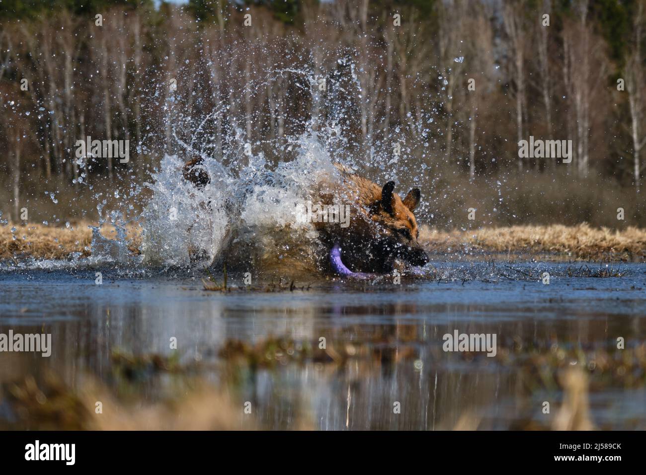 Puddle dive hi-res stock photography and images - Alamy