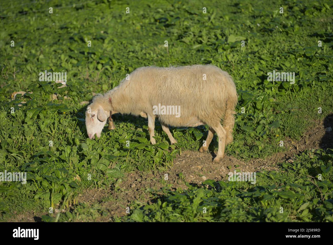 Sicily animal hi-res stock photography and images - Alamy