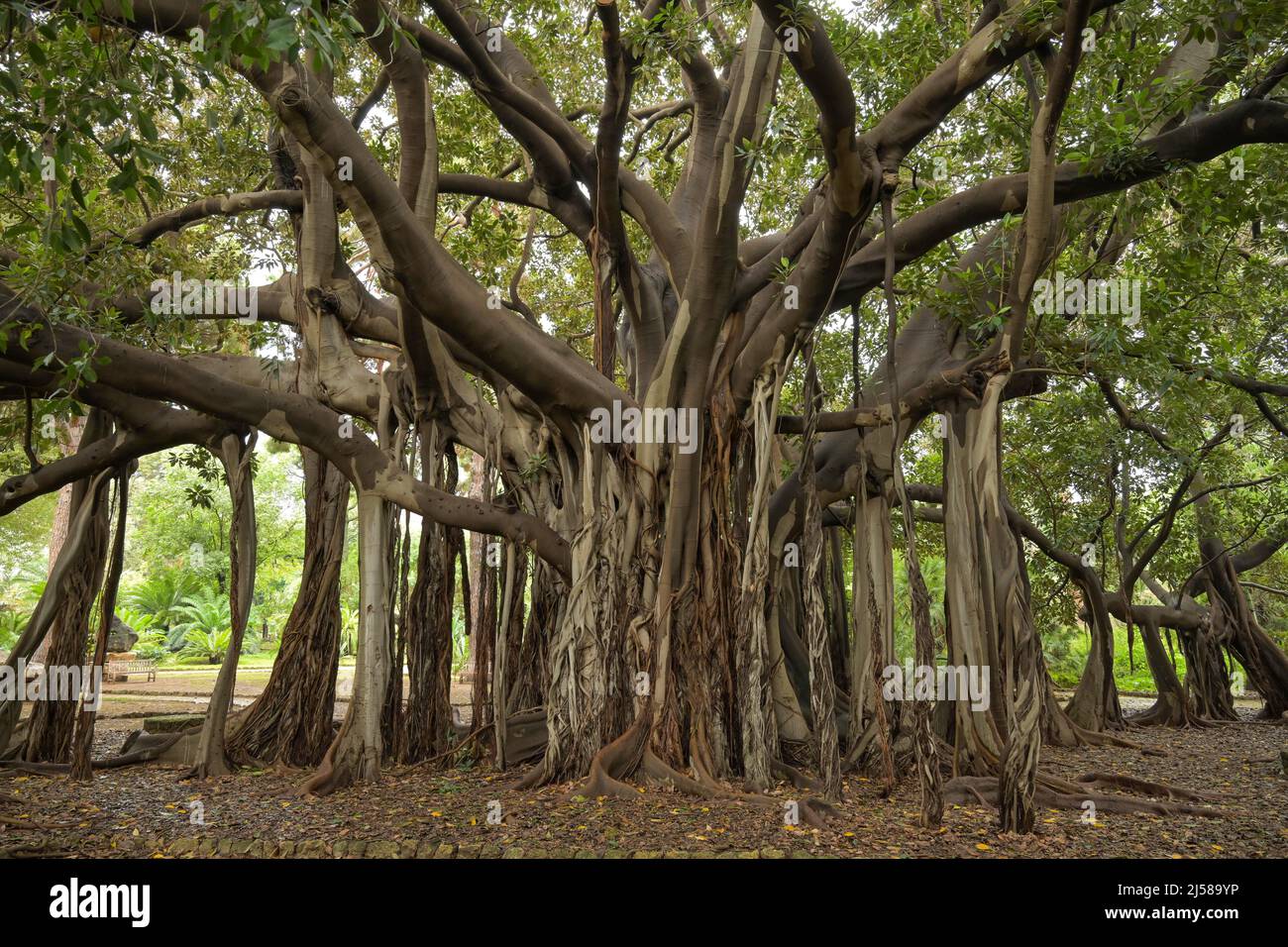 Australian fig tree hi-res stock photography and images - Alamy