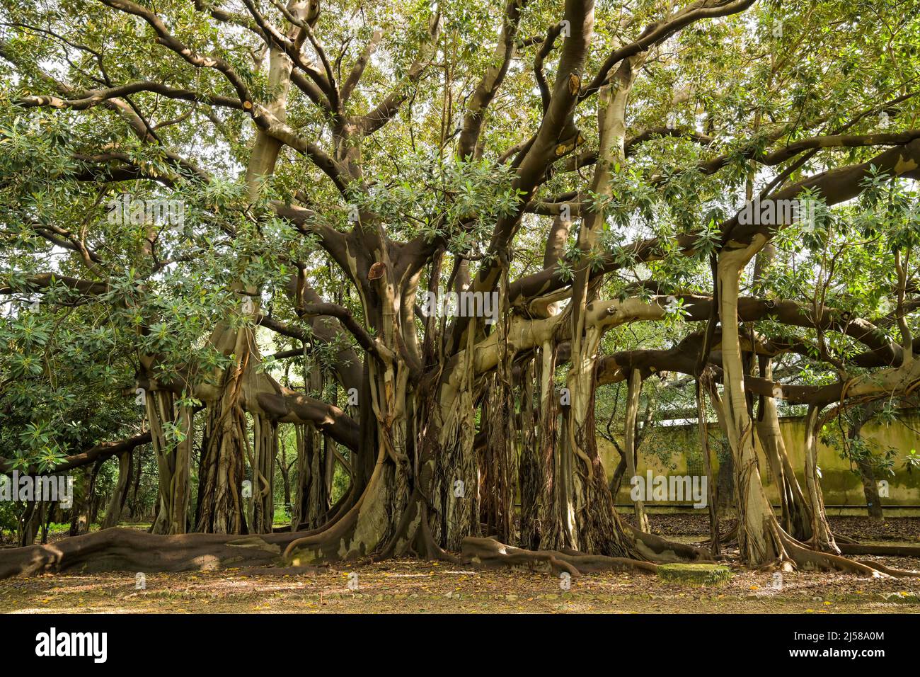 Australian moreton bay fig (Ficus macrophylla), Botanical Garden ...