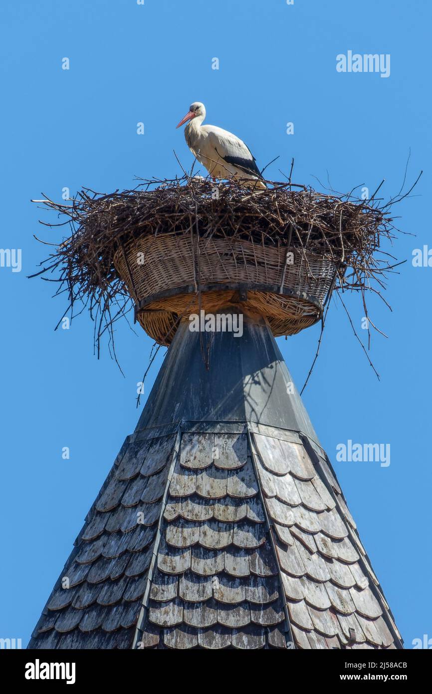 Alsace emblem bird hi-res stock photography and images - Alamy