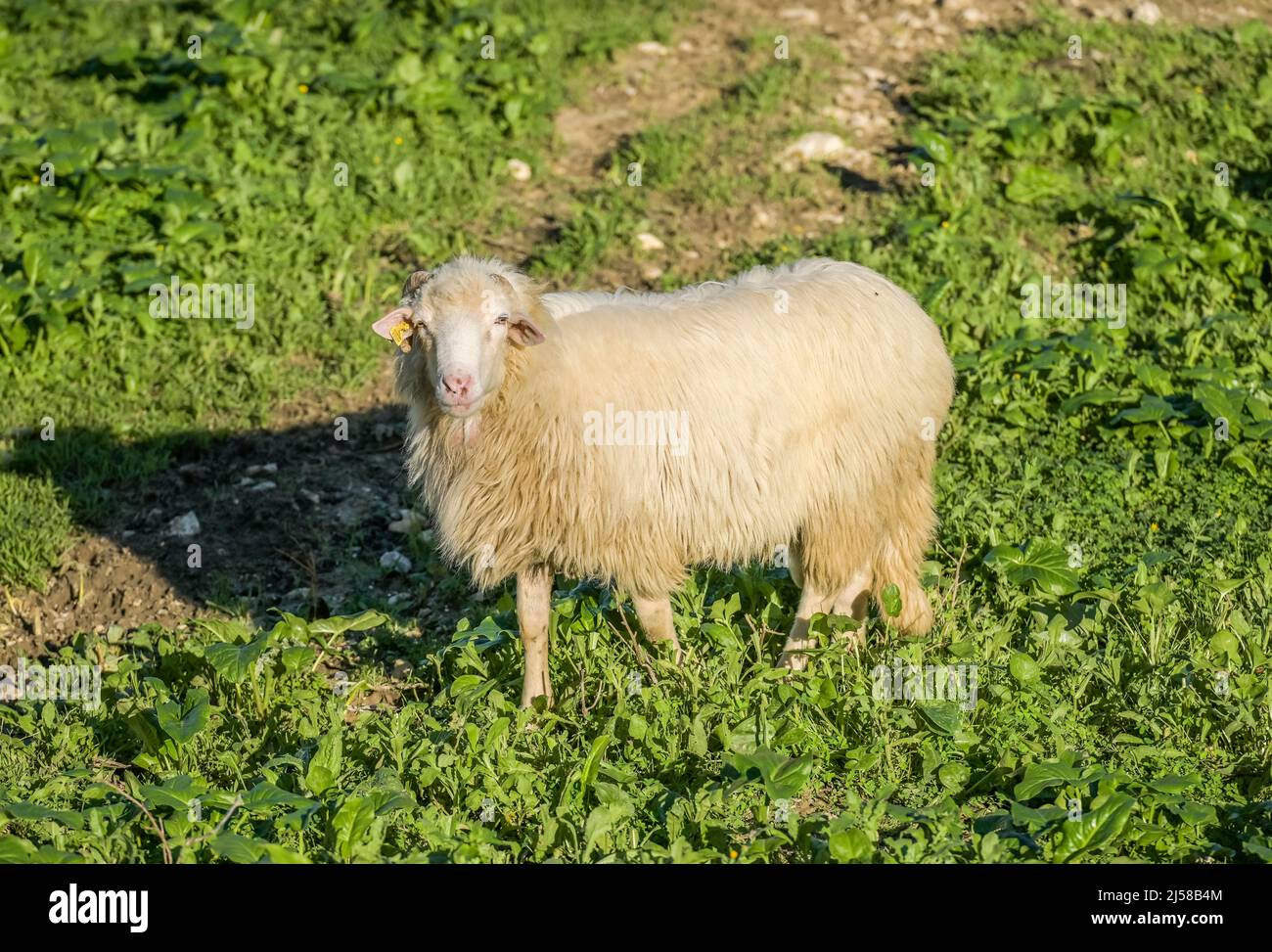 Sicily animal hi-res stock photography and images - Alamy