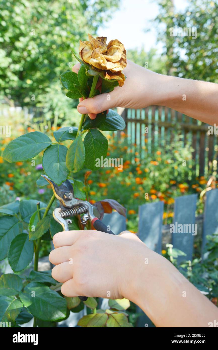 Deadheading roses. Deadheading is one of the easiest forms of pruning ...