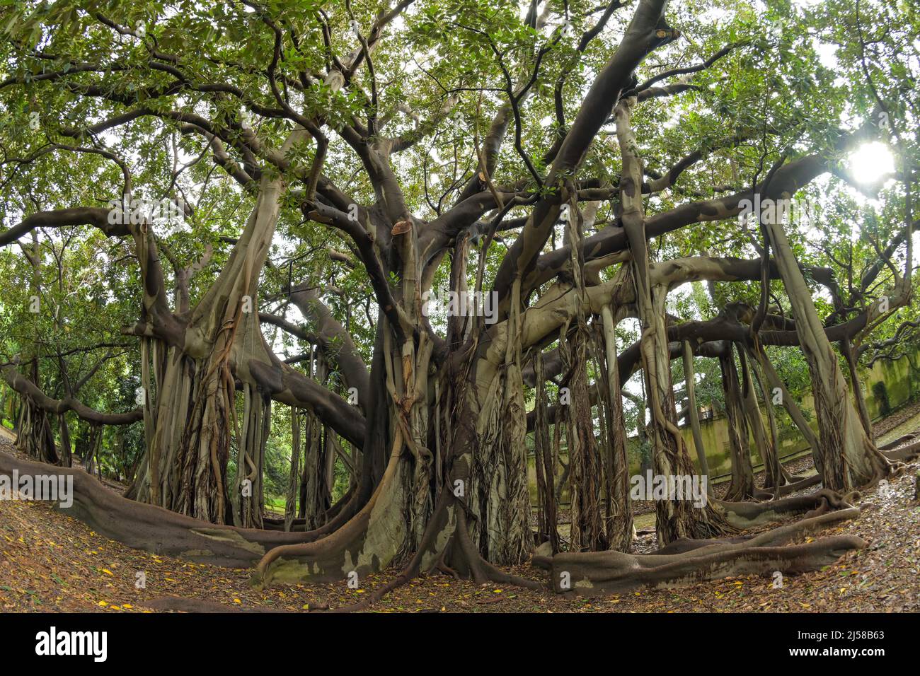 Australian moreton bay fig (Ficus macrophylla), Botanical Garden ...