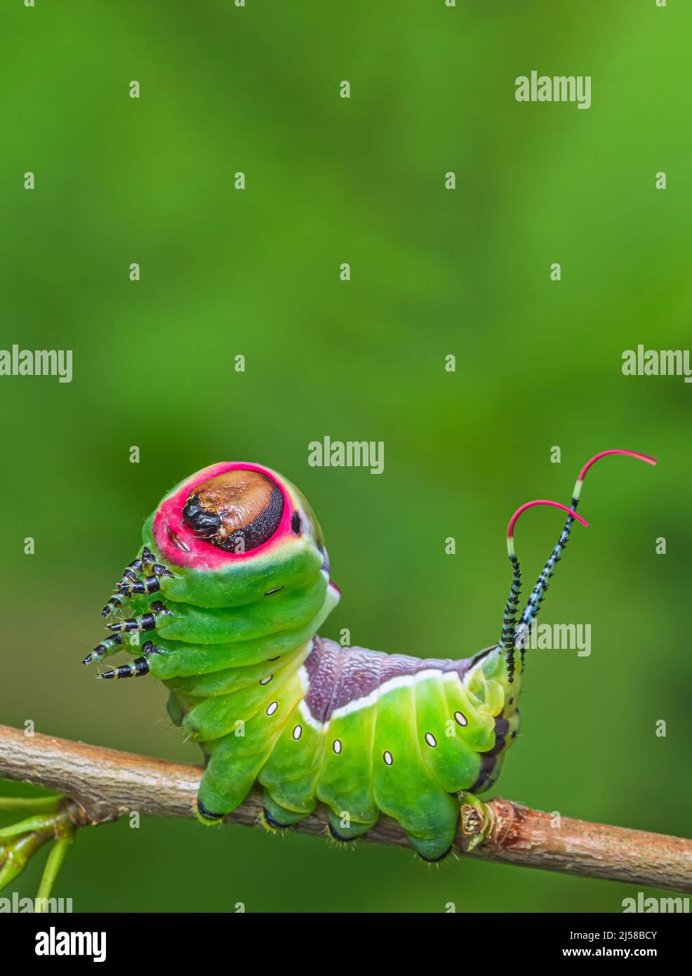 Beautiful caterpillar in a frightening pose, unique animal behaviour ...
