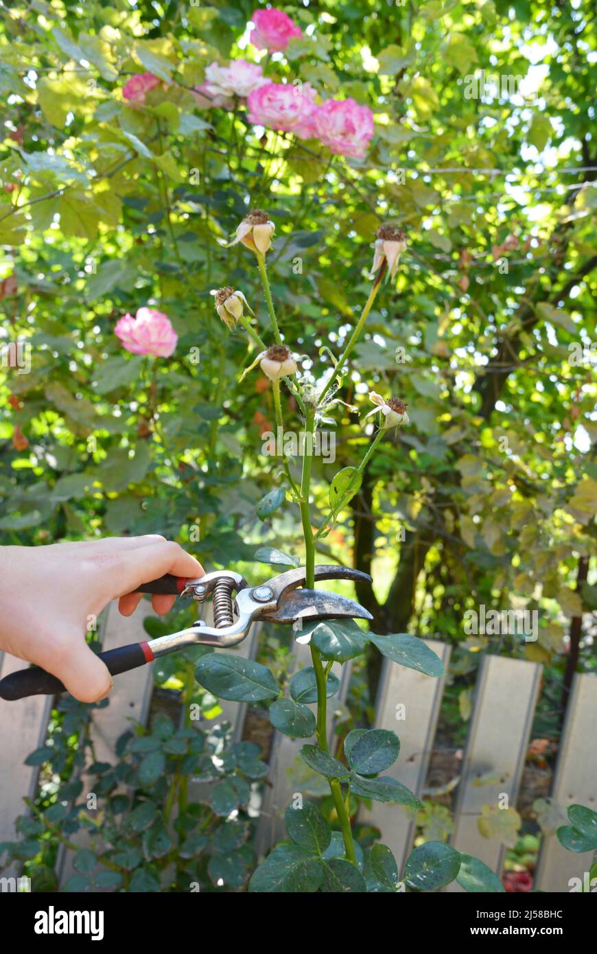 Deadheading roses scissors hi-res stock photography and images - Alamy