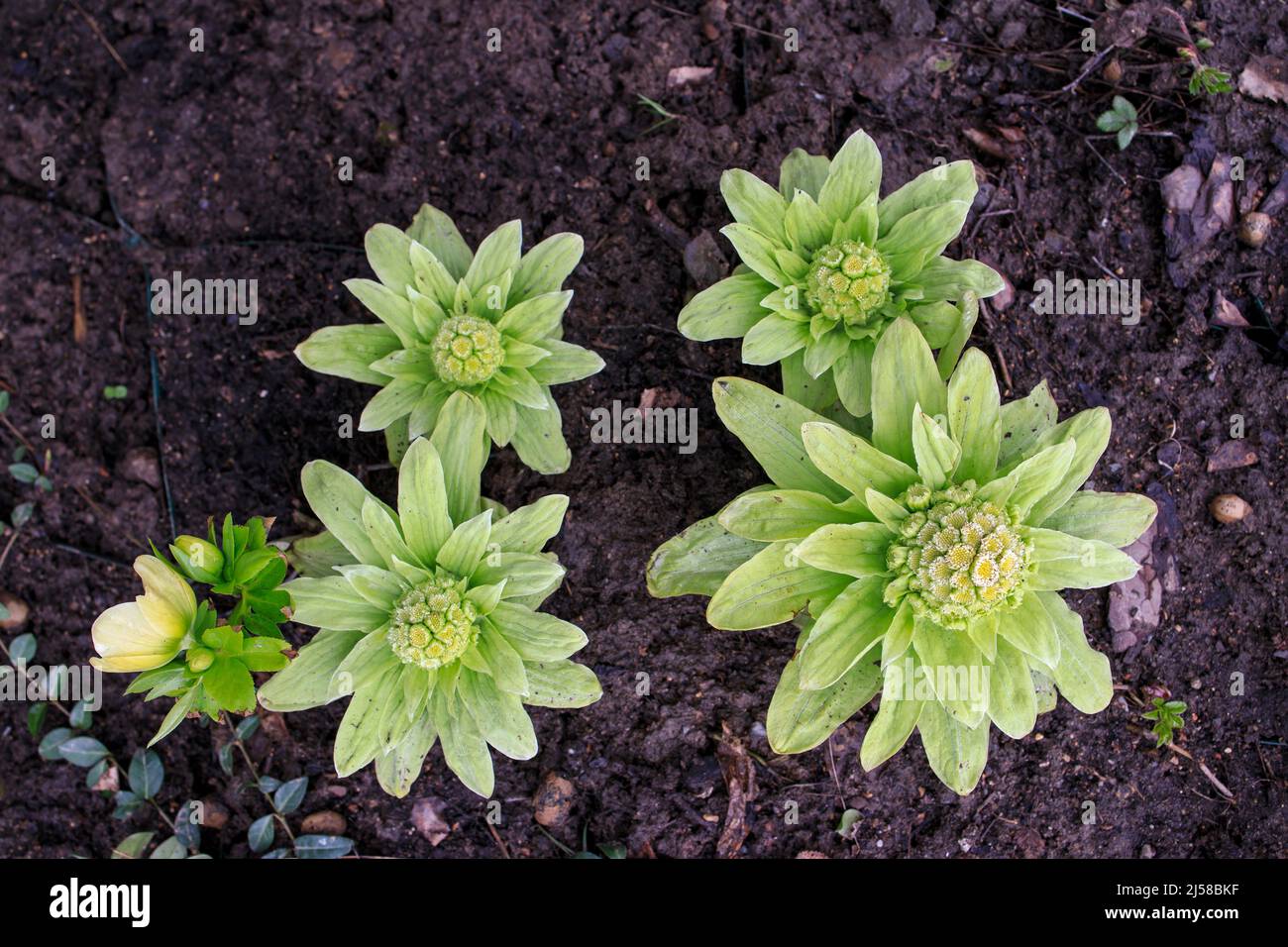 Petasites japonicus, also known as butterbur, giant butterbur, great ...