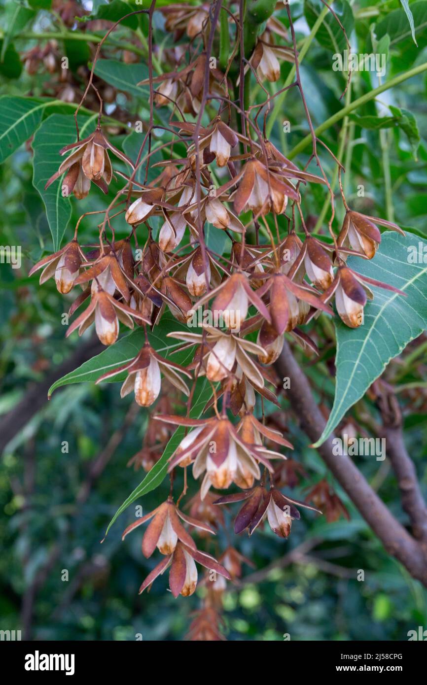 Indian lilac seeds,fruits and leaves. Azadirachta indica, commonly ...